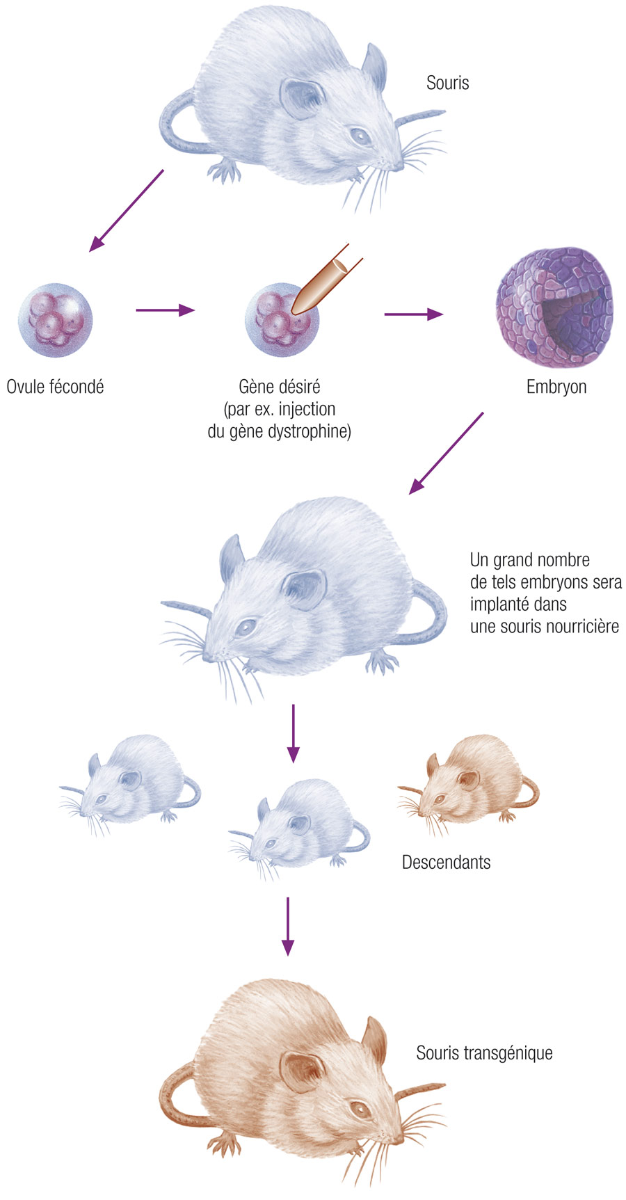 3. C'est plus rapide avec le génie génétique - Centre didactique en ...