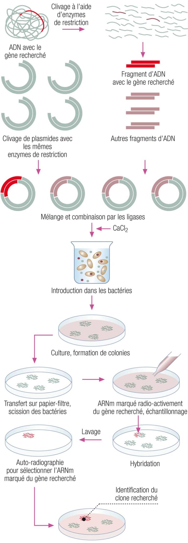 4. Les moyens auxiliaires au clonage - Centre didactique en biotechnologie